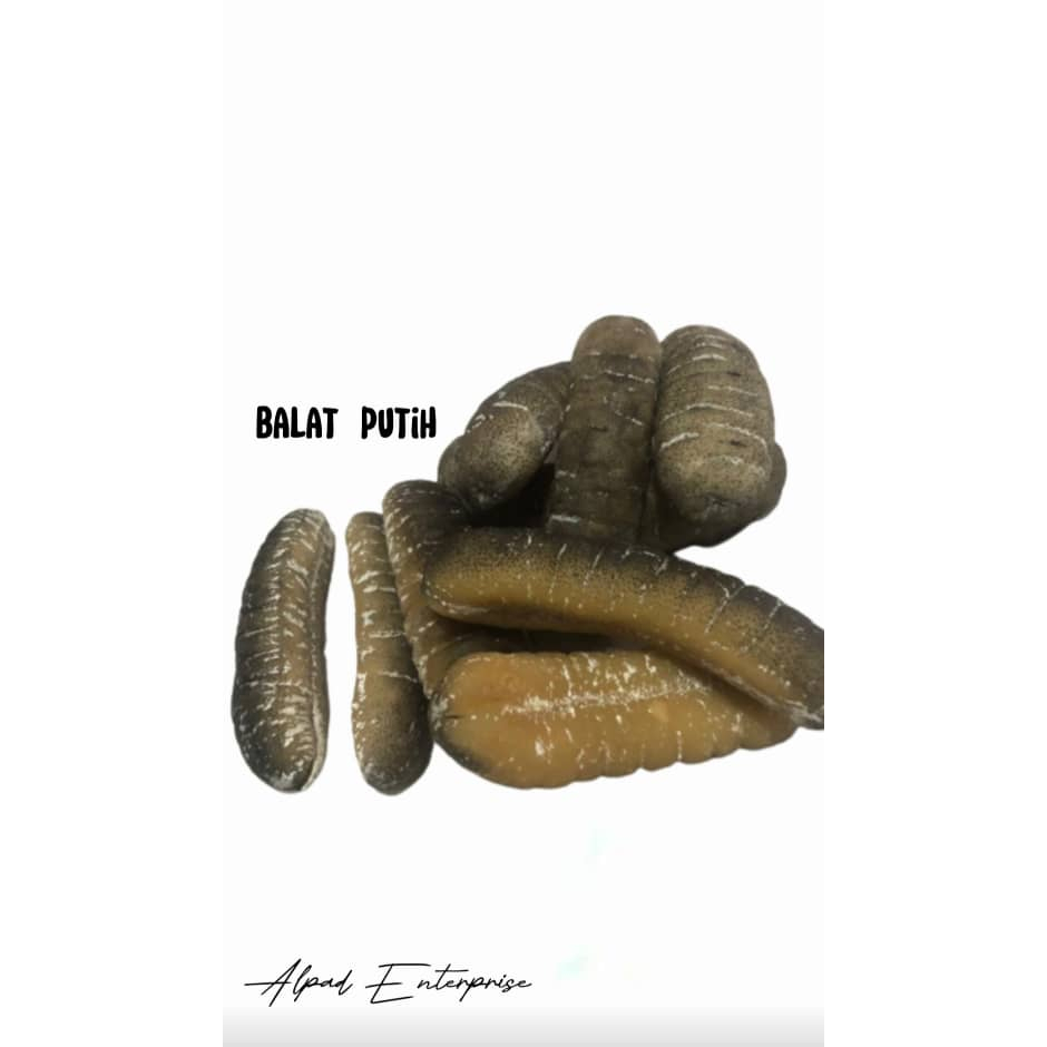 Balat putih/haisim/sea cucumber/dried sea cucumber/Timunlaut/Saiz Xl ...
