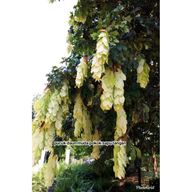 KKB Pokok Sapu Tangan, Handkerchief tree, Maniltoa Browneoides ...