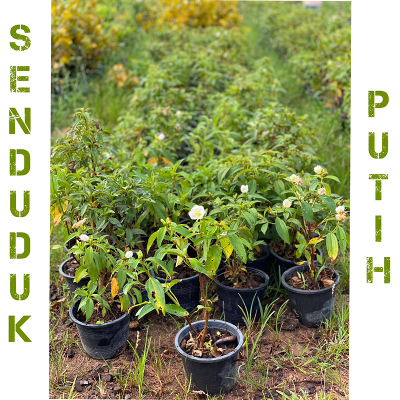 Pokok Senduduk Putih/Keduduk putih thai murah | Shopee Malaysia