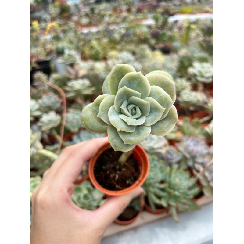[NEW ARRIVAL I Readystock] 可愛玫瑰 Lovely Rose Mini Succulent Office Table ...