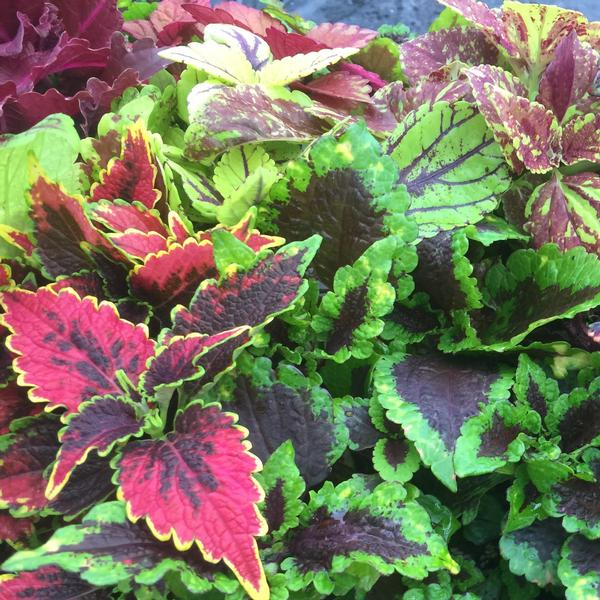 Malaysia Ready Stok - Seed Coleus Wizard Mix | Shopee Malaysia