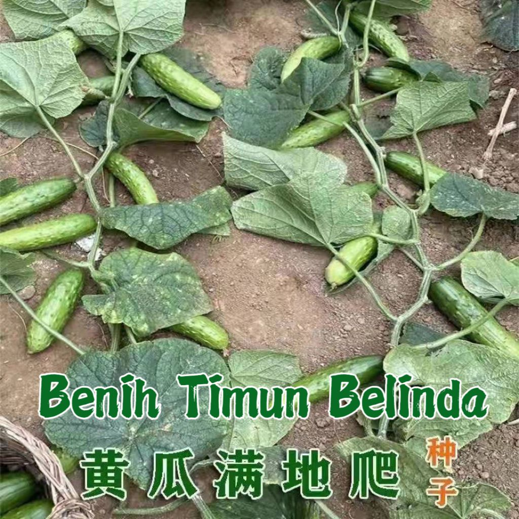 Benih Timun Belanda Manis (20 seeds)/无架爬地水果黄瓜籽/ Dutch Cucumber Seeds ...