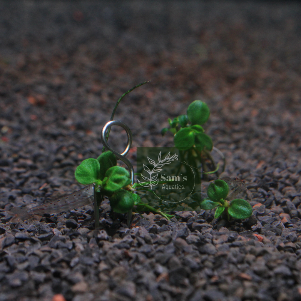 Anubias Barteri "Mini Coin" 1 Stalk Rare Aquatic Plant Submerged ...