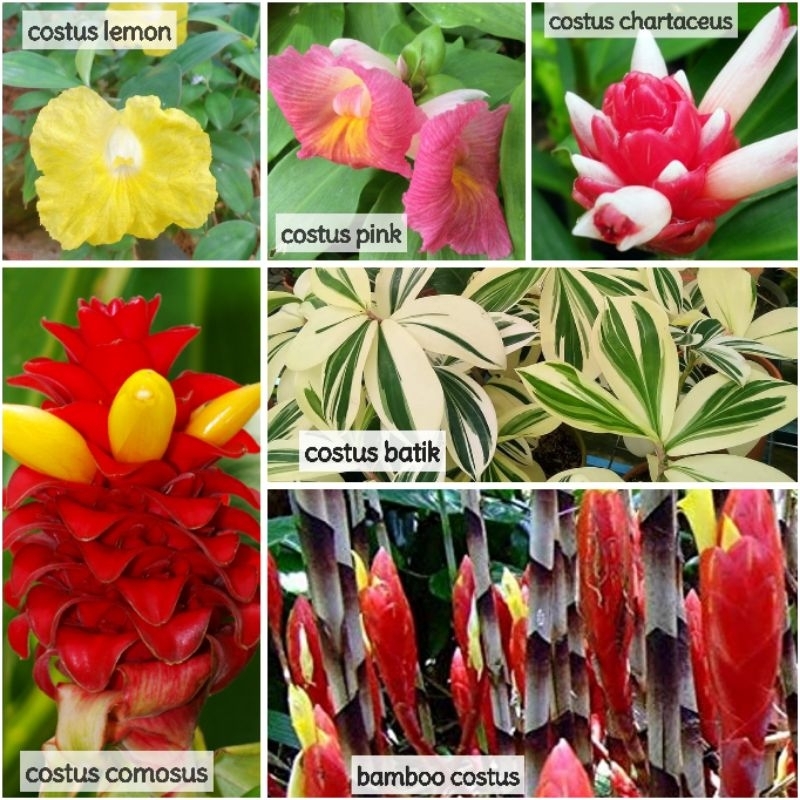 Pokok Costus bamboo charteus zebra lemon comosus red tower ginger ...