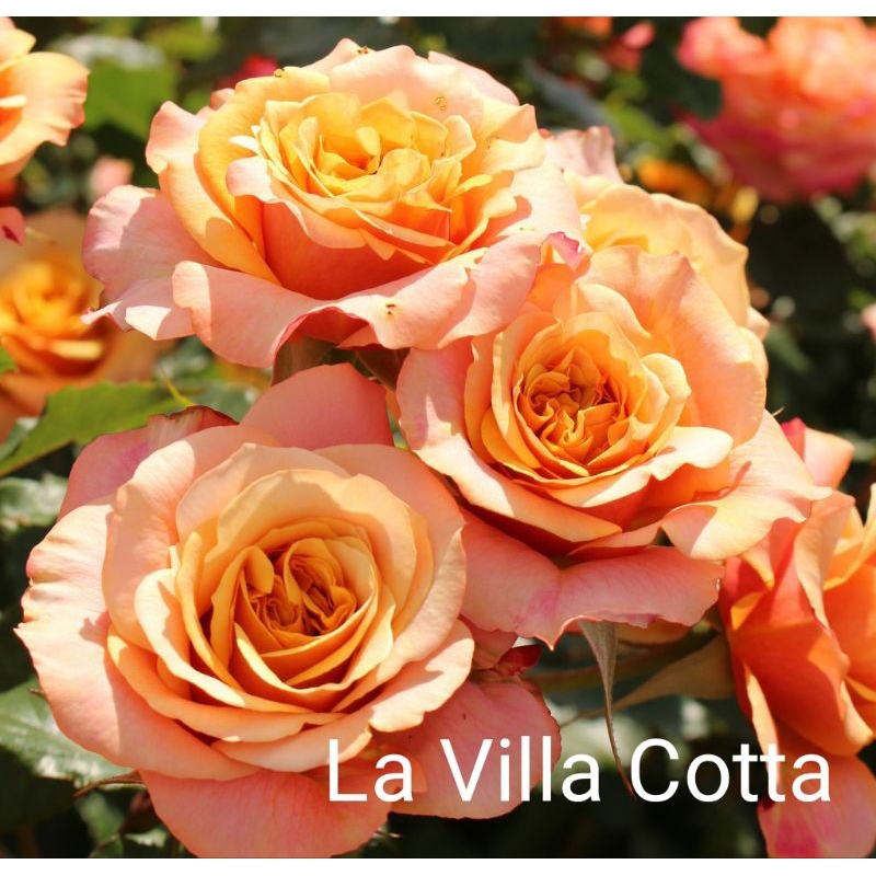 pokok bunga ros hidup ber ID baka hybrid, Tahan Panas, english rose, ros kampung, live plant ...