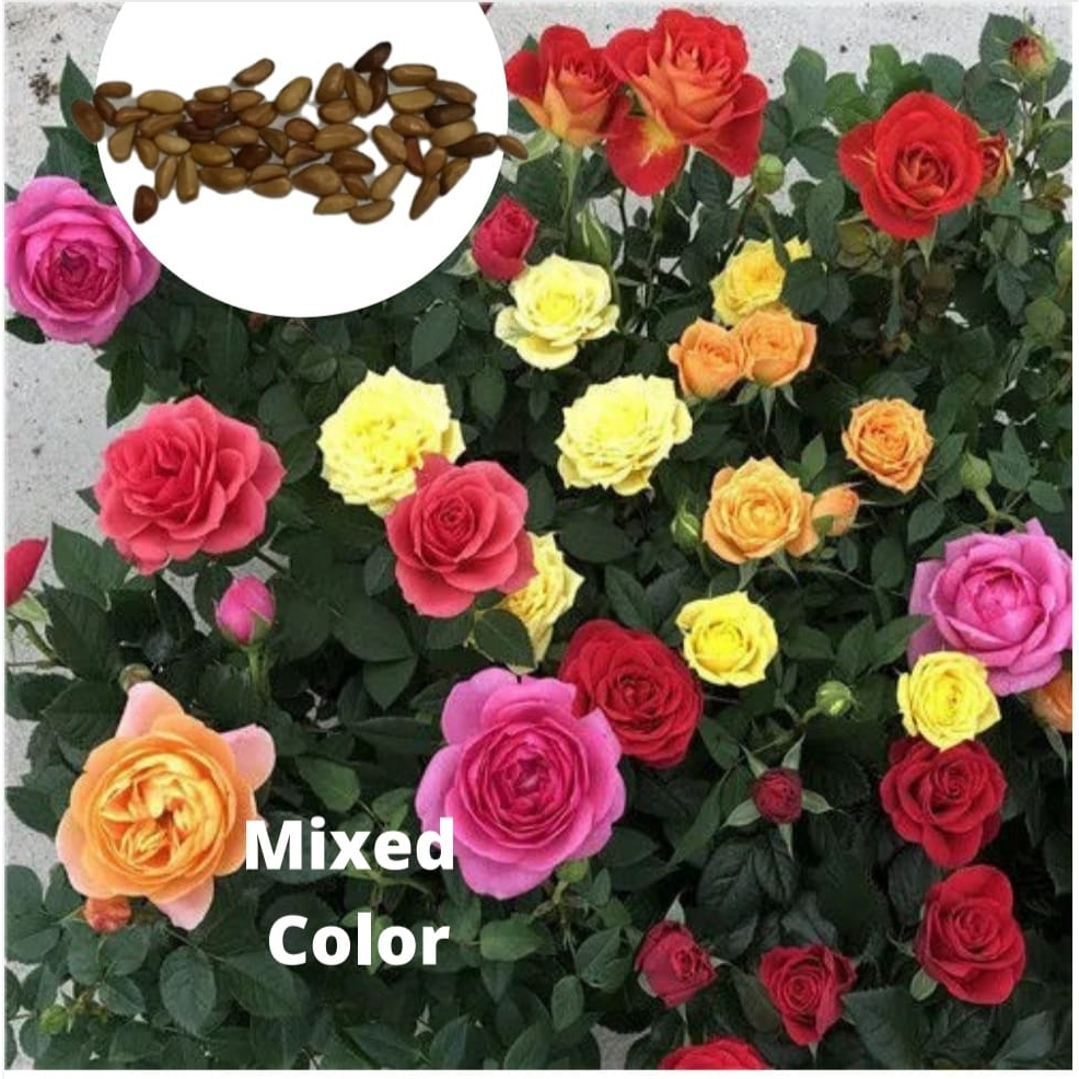 Biji Benih Bunga 50pcs Mawar Rose water Flower Garden Plant Seeds ...