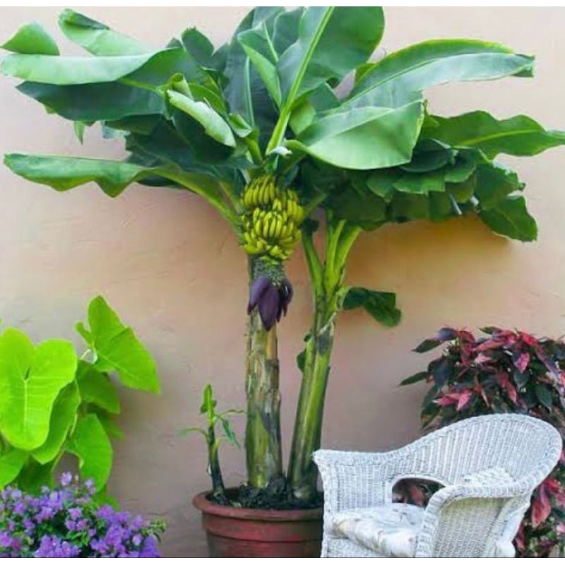 KKB Musa acuminata 'Dwarf Cavendish', Dwarf Cavendish Banana Tree ...