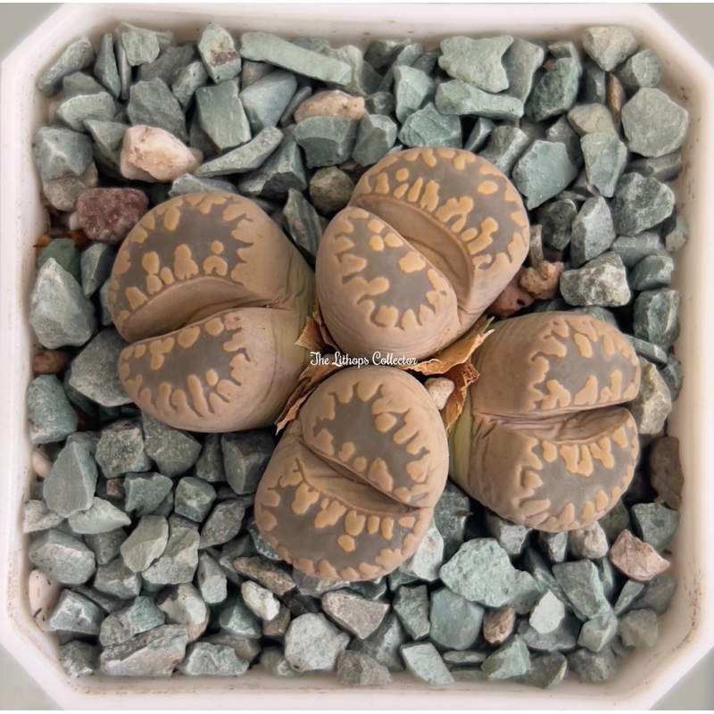 Lithops Otzeniana 4 heads Cluster | Shopee Malaysia