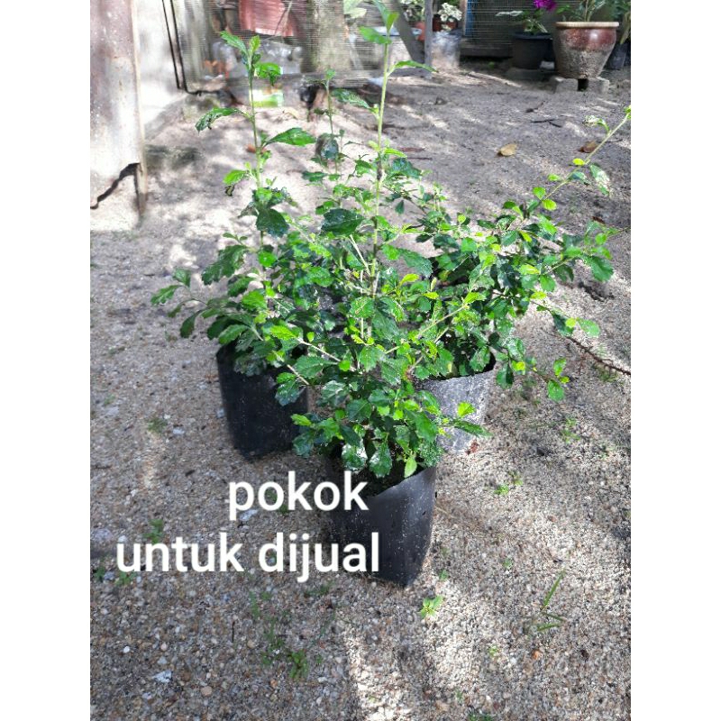 Anak Pokok BONSAI Kesina/Pokok Kesina/Pokok Bonsai Viral/Bonsai hiasan ...