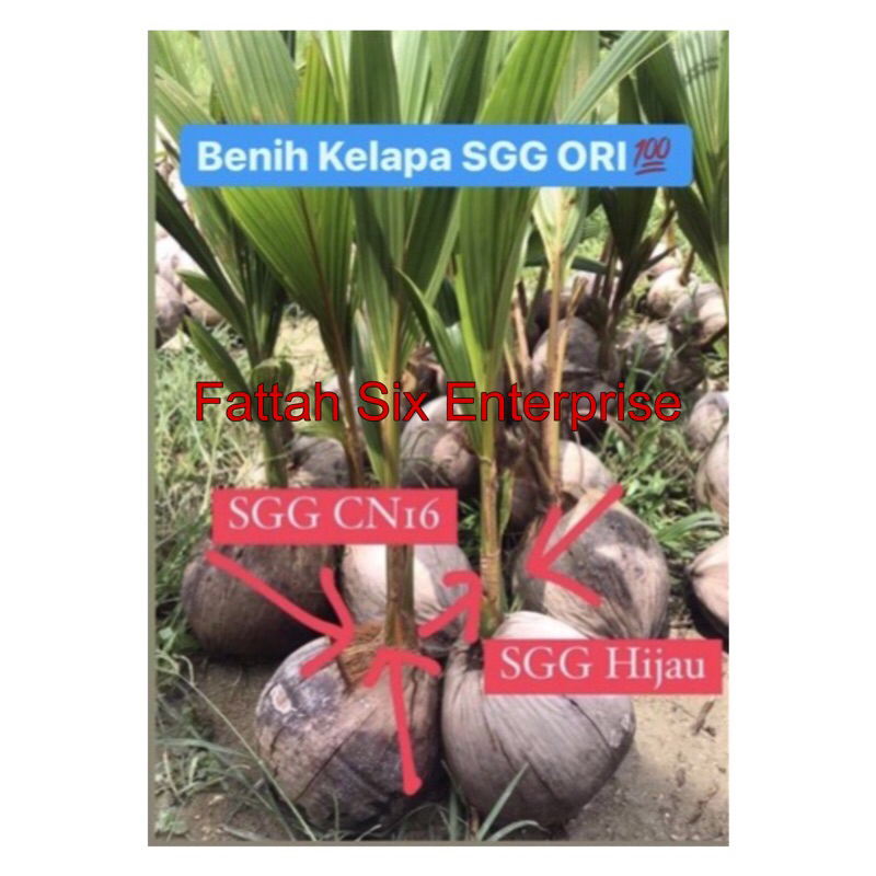 💯🔥POPULAR-Benih Kelapa SGG (Sg Gulang2) dr Tanjung Karang| Induk original dari benih yang ...