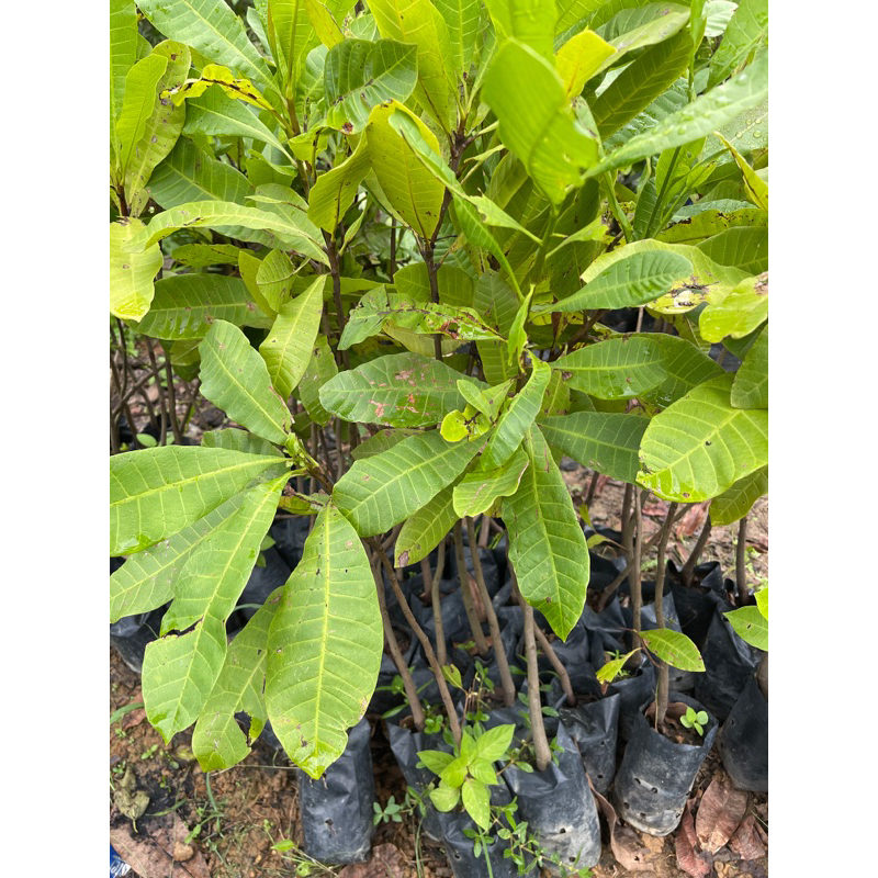 Anak Pokok Ketereh / Pokok Tere / Pokok Ulam | Shopee Malaysia