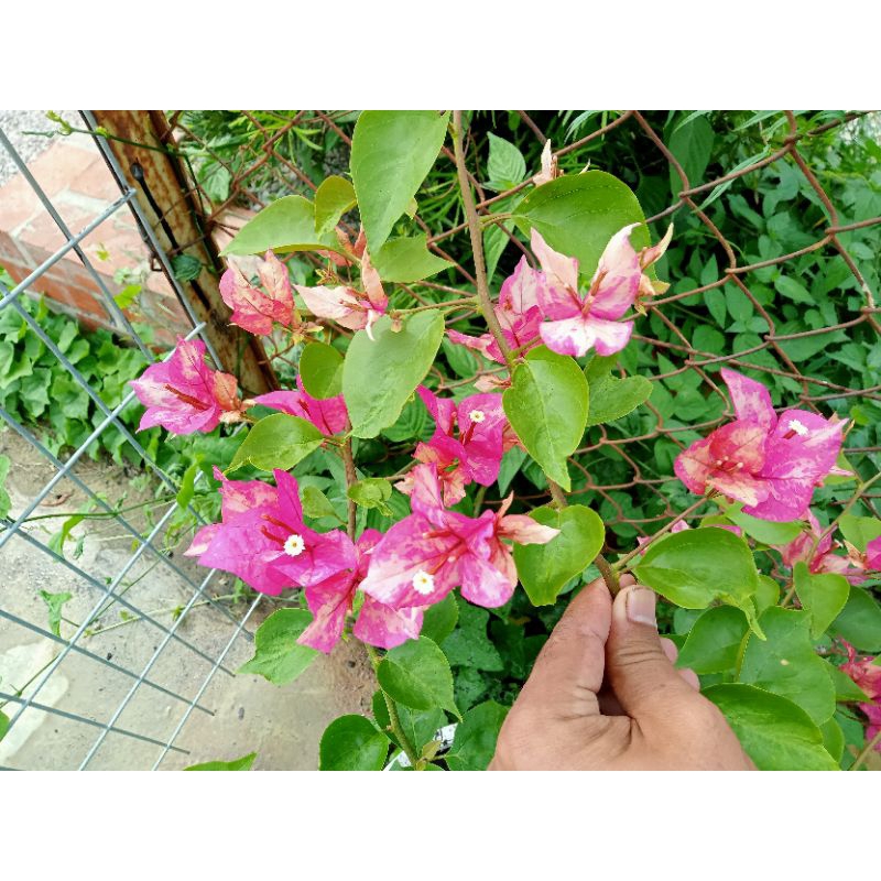 bunga kertas hidup. ID black maria, kristina, tanglong, citra INDIA ...
