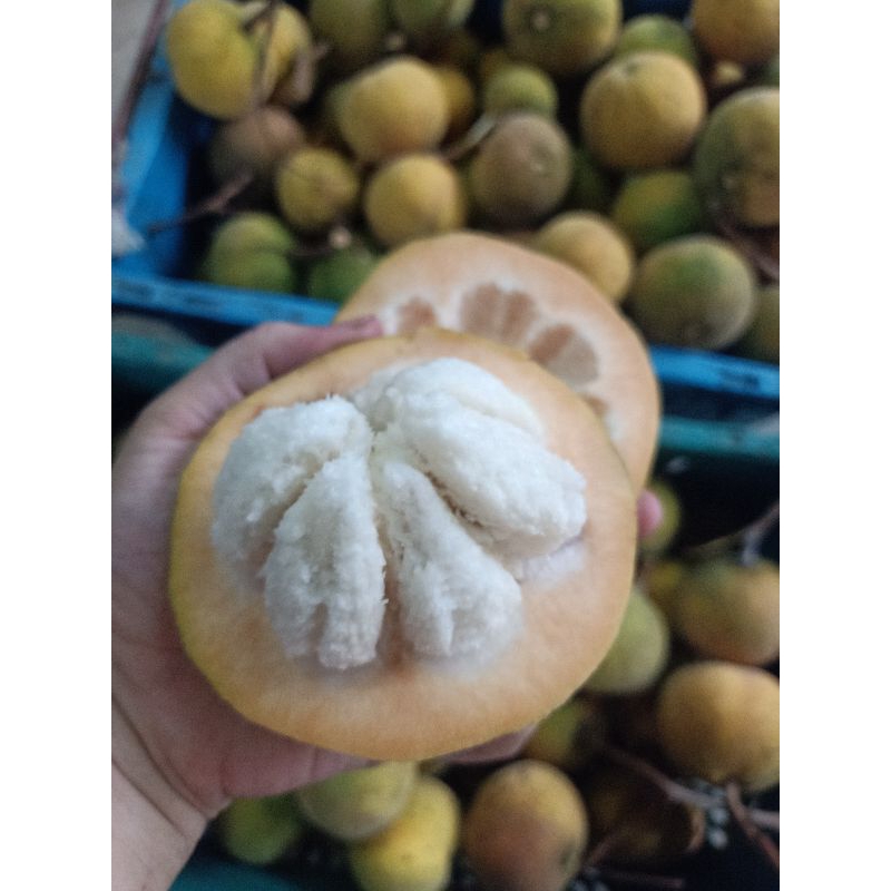 BUAH SETOI KAWEN/ BUAH SETOI KAMPUNG | Shopee Malaysia