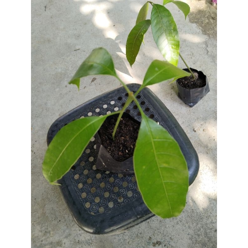 Anak pokok Buah mangga telor / pauh ringan / mempelam telur | Shopee ...