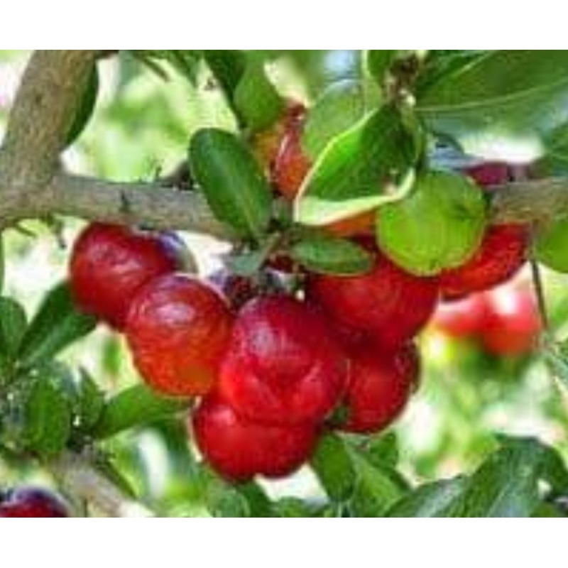 Pokok Surinam merah hitam Ceri barbados terengganu putih brasil brazil ...