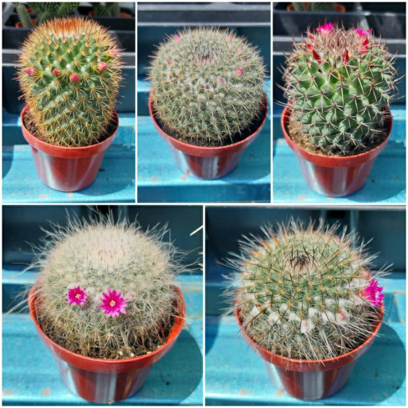 Cactus (Saiz Pot 8.5cm) | Shopee Malaysia