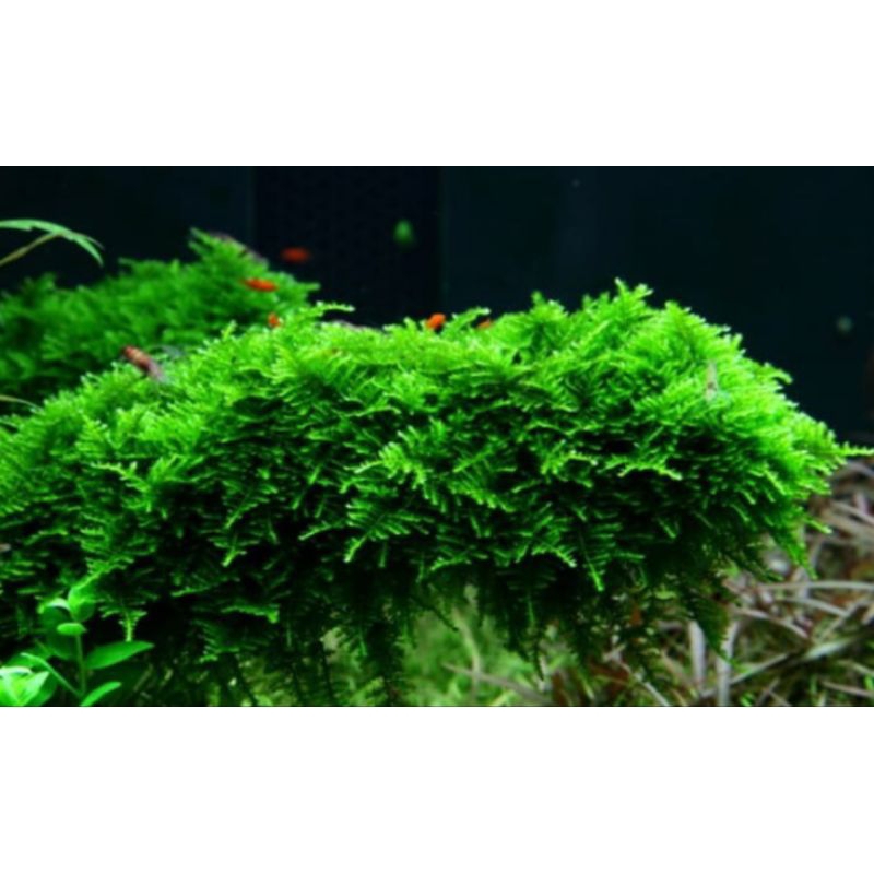 Christmas moss/Xmas Moss, Vesicularia montagnei on lavarock/mesh/cup ...
