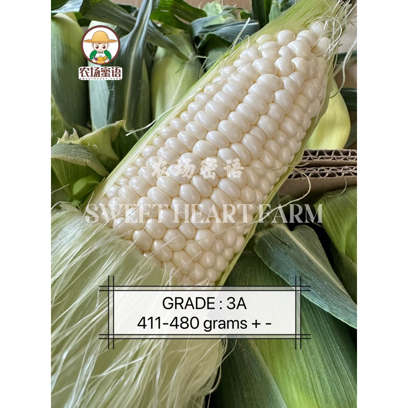 1A/ 2A/ 3A (6-10 PCS/set) | White sweet Corn | jagung susu manis | 💯 ...
