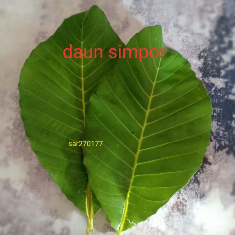 Daun Simpuh Air/Belitong | Shopee Malaysia