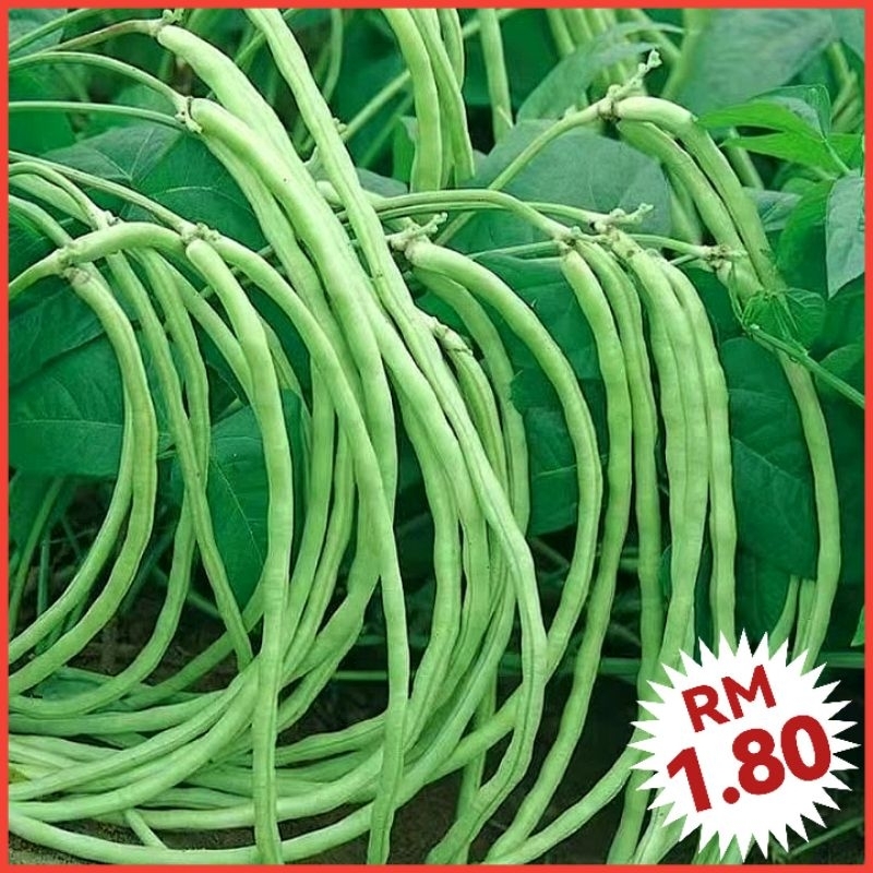 K11 Biji Benih Kacang Panjang Renek (15+/-⬆) / Long Bean Seed / 无架长豆 ...