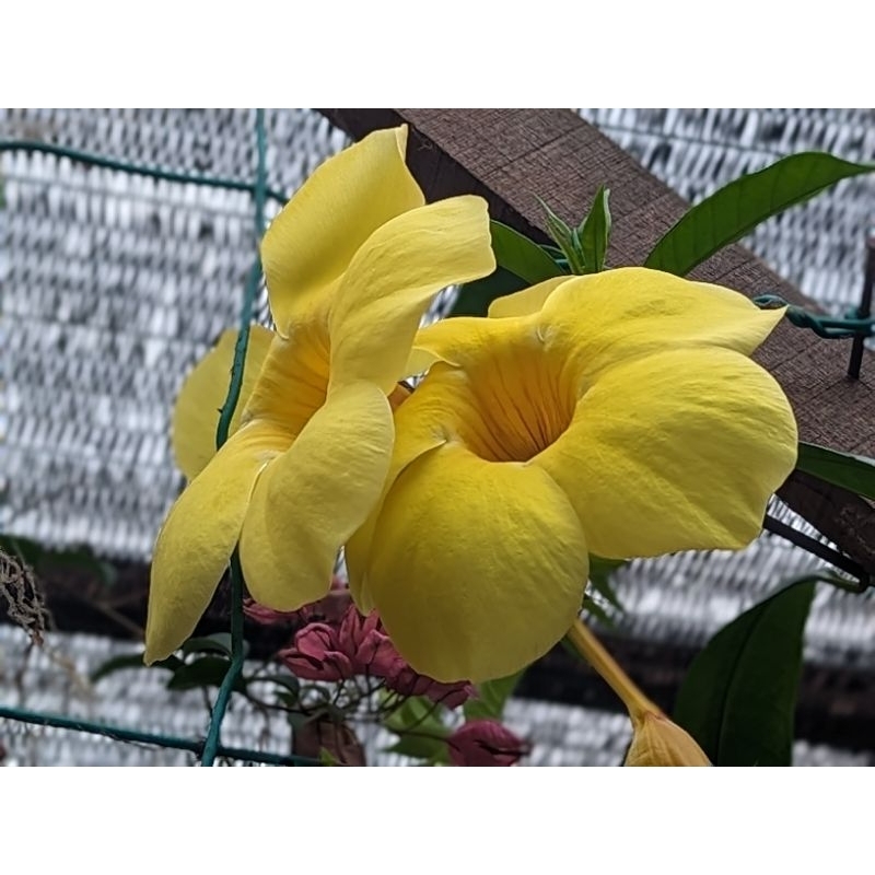 Keratan Bunga Allamanda cathartica 2 keratan | Shopee Malaysia