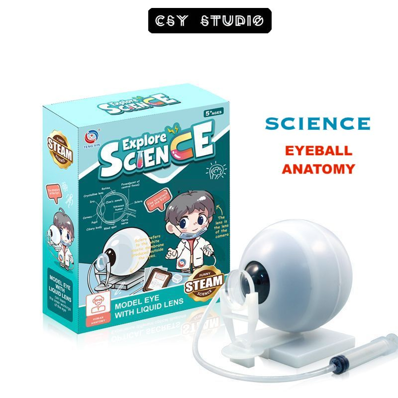 Human Eyeball Anatomy Eye Ball Display Organ Assembly Set Science Sains ...