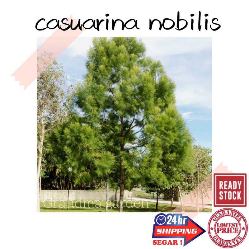 (GG real plant)casuarina nobilis ^ rhu bukit gymnostoma pokok hidup ...