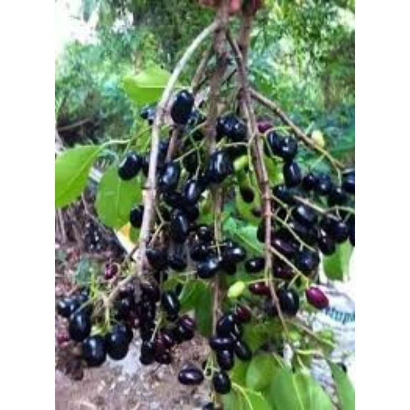 Keratan pokok keriang dot/jambu arang untuk tanam | Shopee Malaysia