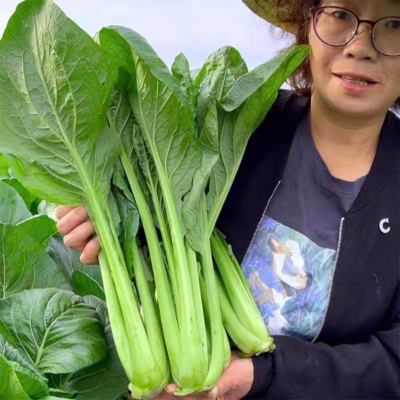 Sawi GIANT - F1 Choy Sum King - 400±seed / Benih Sayur Sawi Hijau ...