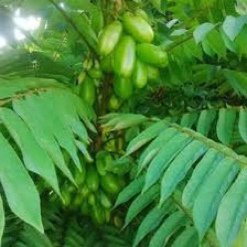 Daun / Buah Belimbing Buluh Untuk Sakit Gigi dan Kencing Manis | Shopee ...