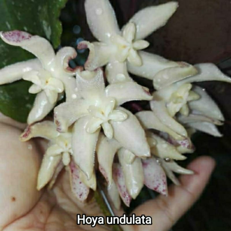 Hoya undulata rare hoya plant. | Shopee Malaysia