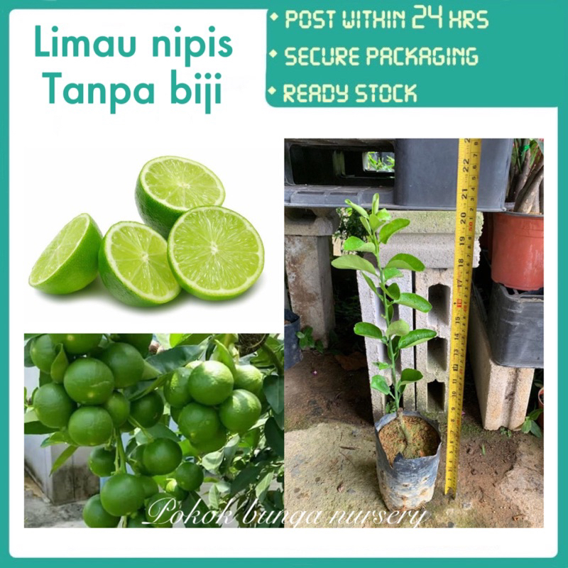 PBN - Pokok limau nipis tanpa biji - seedless key lime fruit sapling ...