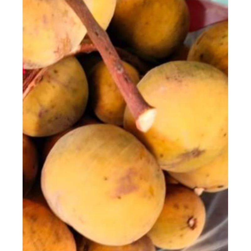 Pokok Sentol / Seto Bangkok | Shopee Malaysia