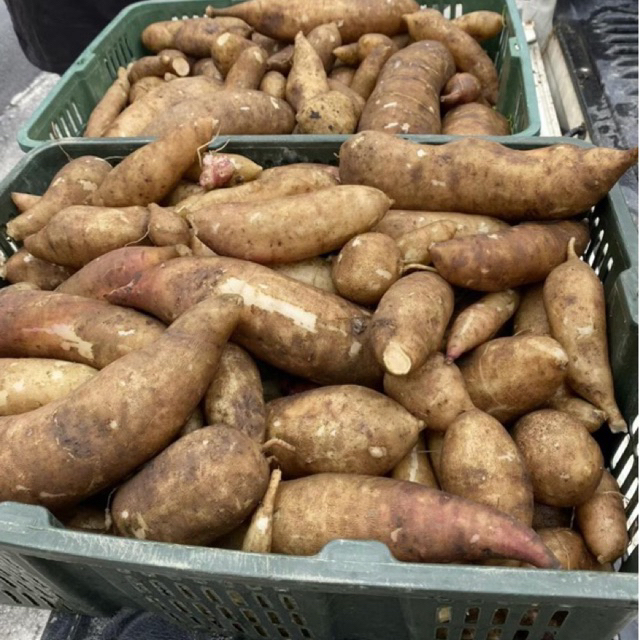 金马仑雪莲果Cameron Yacon 1kg | Shopee Malaysia