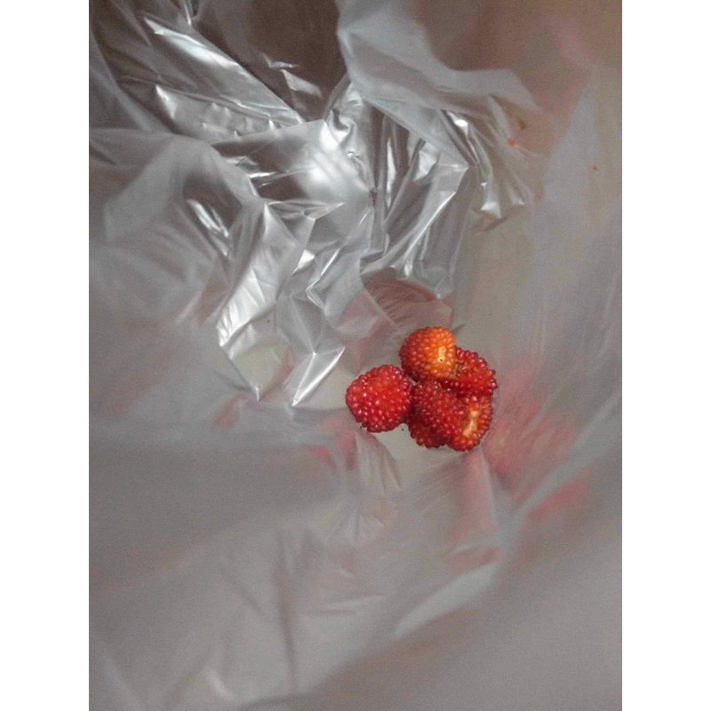 Biji Benih Raspberry Arben , Biji Benih Import Fresh | Shopee Malaysia