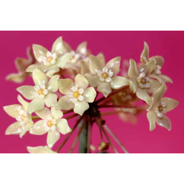 Hoya Rangsan splash - (real plant) | Shopee Malaysia
