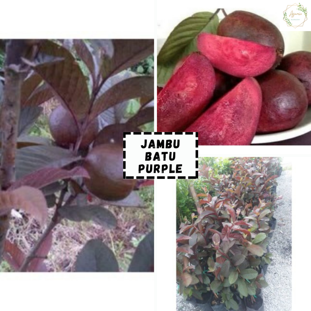 Pokok Jambu batu purple(ungu) | Shopee Malaysia