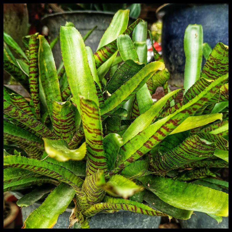 Bromeliad Neoregelia Zonata Tiger (Miniature Bromeliad) | Shopee Malaysia