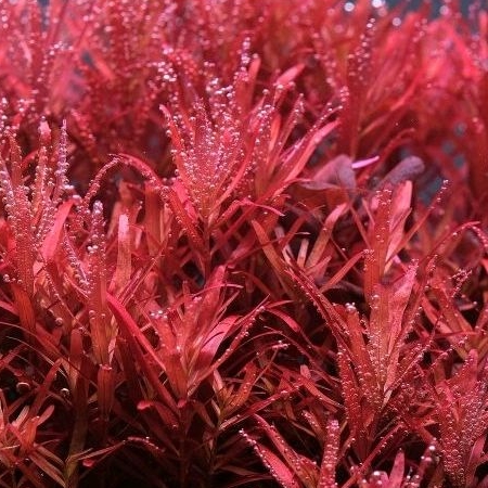 [Emerse] Rotala Blood Red Sg, aquatic plant for aquarium paludarium and ...