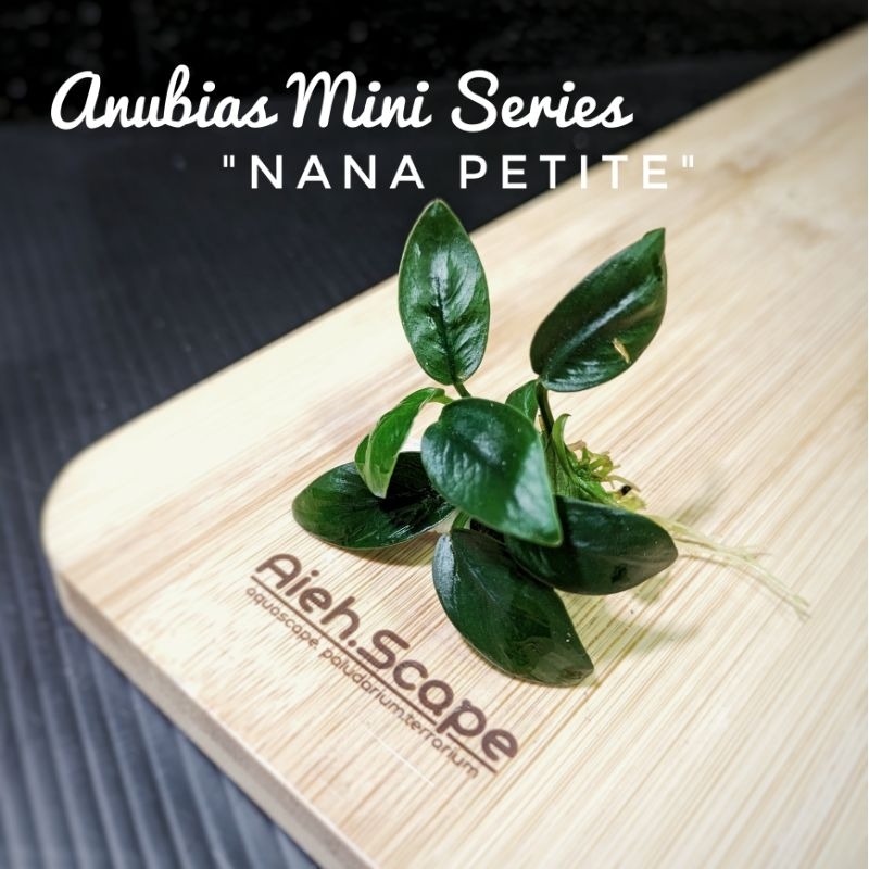 Anubias Mini Series: Petite, Glabra, Golden Mini, MiniCoin, DarkJade ...