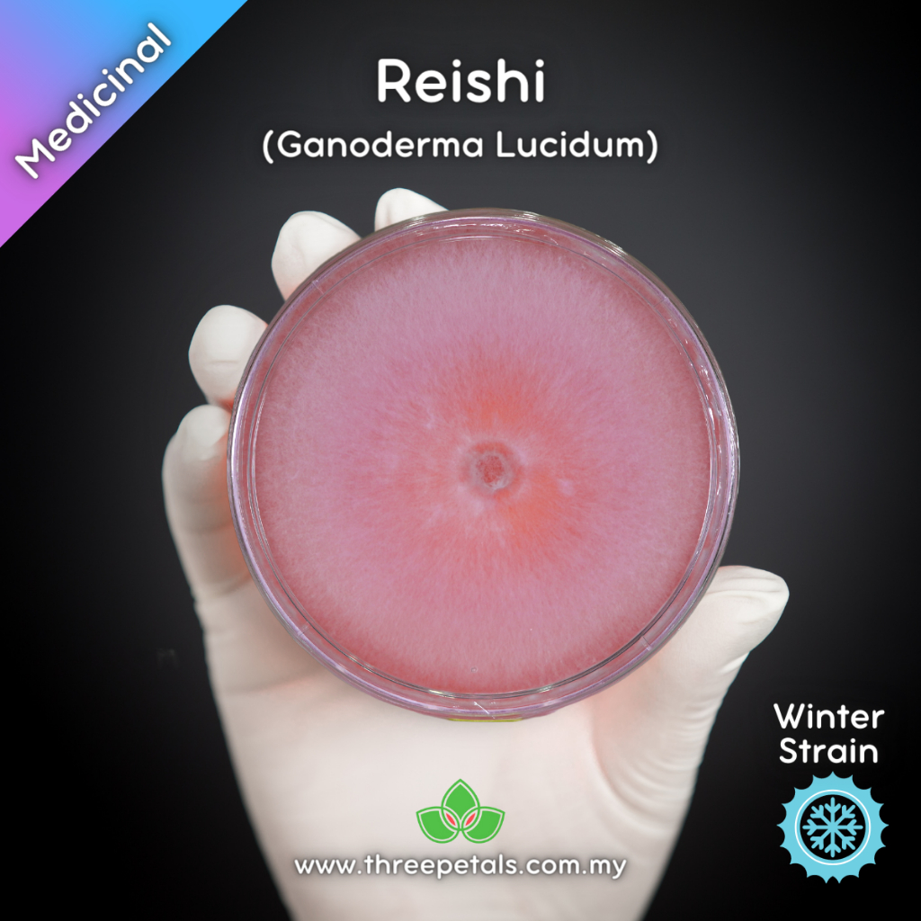 Reishi (Ganoderma Lucidum) Live Mycelium Mushroom Culture Spawn Seed ...