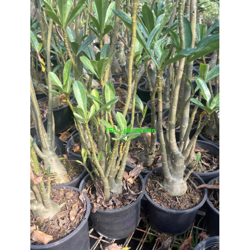 1 Pokok Bunga Kemboja （BUY 7FREE 1）Ready Stock（ Asli ）/ Adenium Real ...