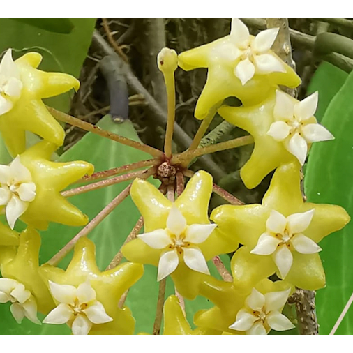 NH** Hoya nicholsoniae **B Wax Plant | Shopee Malaysia