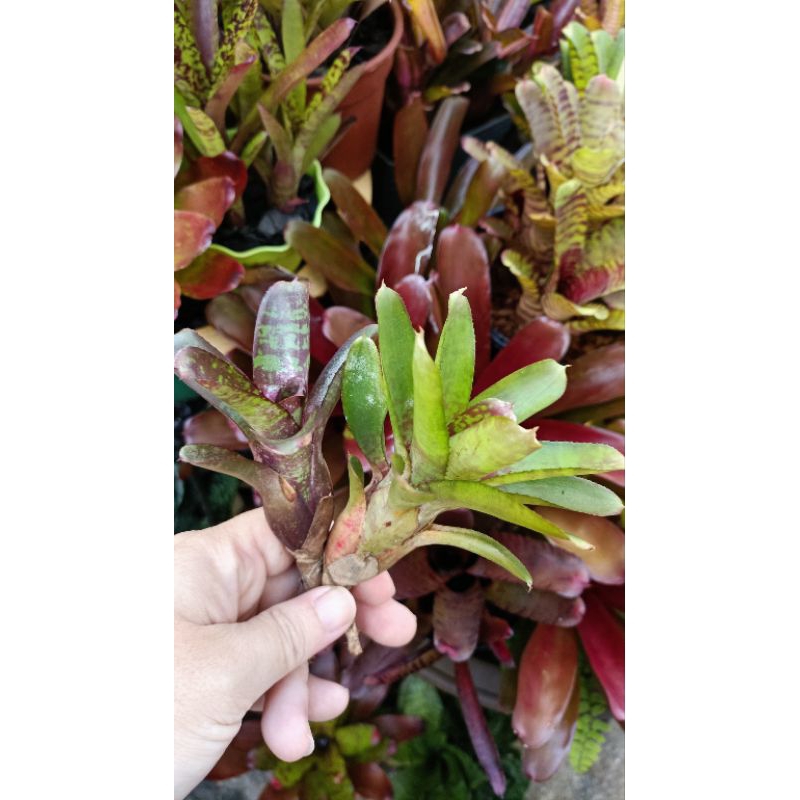 Bromeliad Neoregelia miniature wild tiger & dartanion as per pic ...