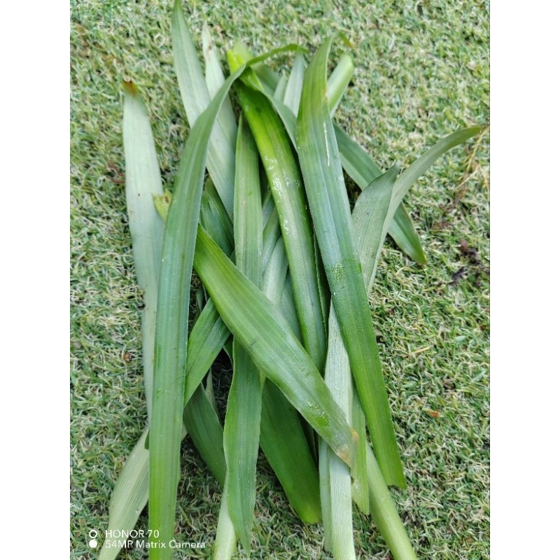 20 helai Beijing Grass Rumput Siti Khadijah, 20g Rumput Cina..Herba ...