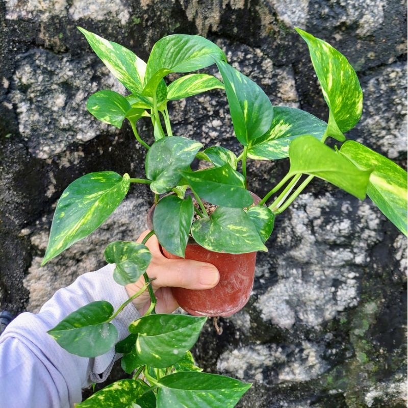Live Plant Pothos/Money Plant in Pot /Indoor Plant/ Pokok Duit/Sirih ...