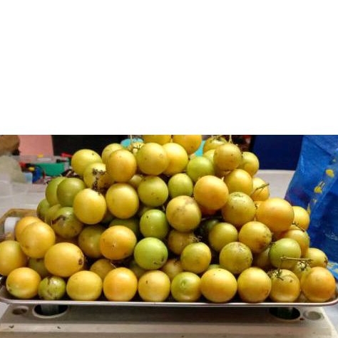 BUAH SETAR KG MASAK / KUNDANG MASAK / 1 KG | Shopee Malaysia
