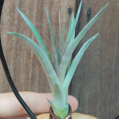 Tillandsia- jackie loinaz (concolor x capitata red ) with hanger/ 空气凤梨 ...