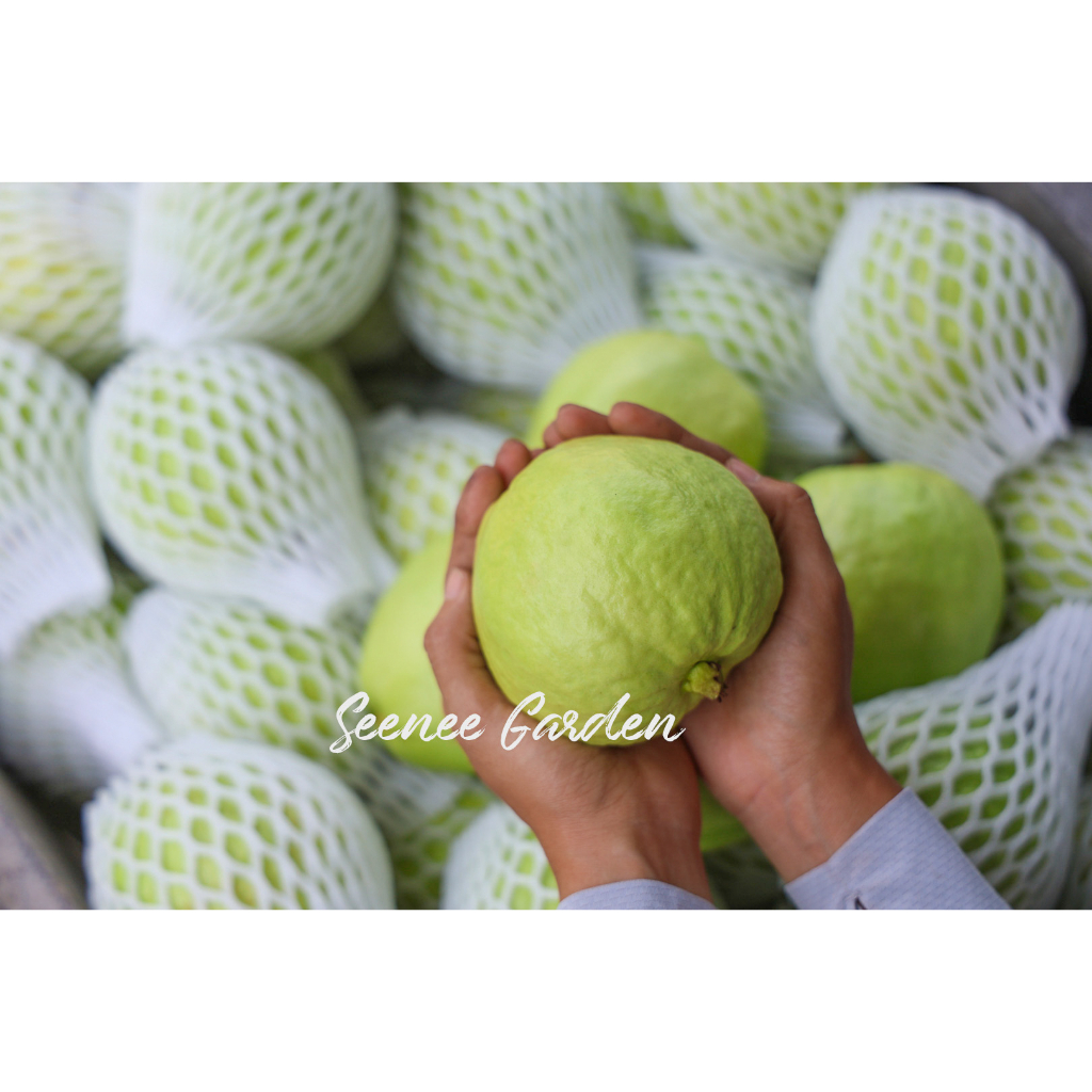 Fresh Guava Lohan fruit from Farm / Jambu Lohan dari Kebun / 罗汉番石榴 /low ...