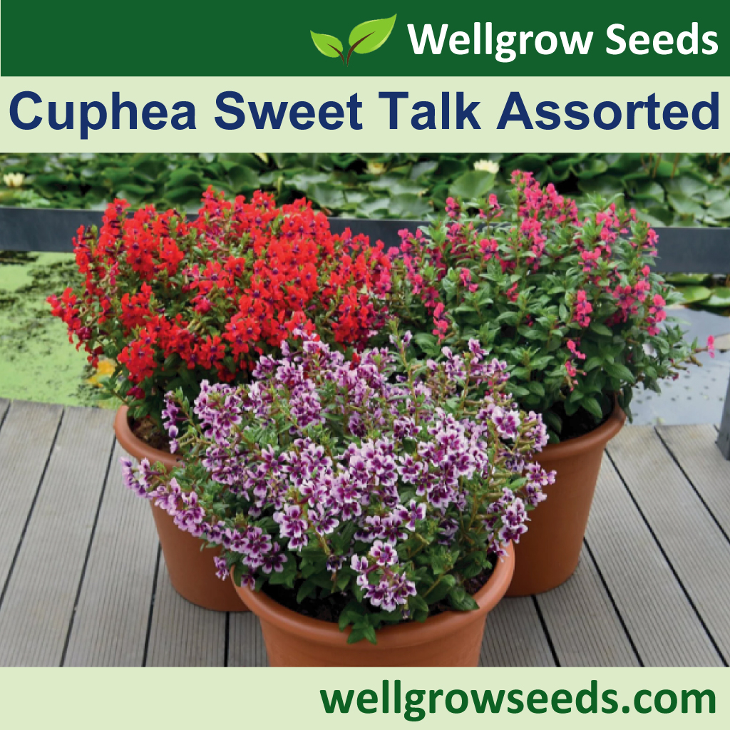 Cuphea Sweet Talk Assorted (6sds) 萼距花 :甜言蜜语系列 Flower Seeds Wellgrow ...